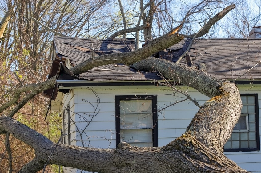 Signs of Tree Damage to Your Roof and Prevention Strategies